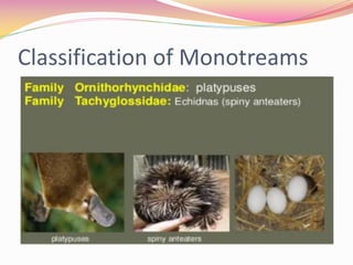 Classification of Mammals | PDF