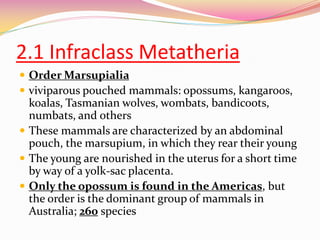 Classification of Mammals | PDF