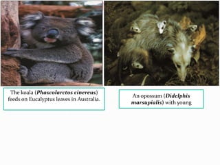 Classification of Mammals | PDF