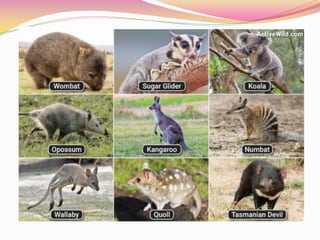 Classification of Mammals | PDF