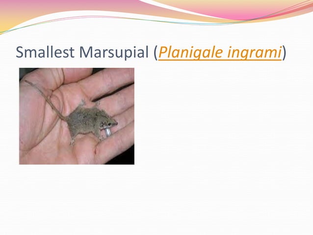 Classification of Mammals | PDF