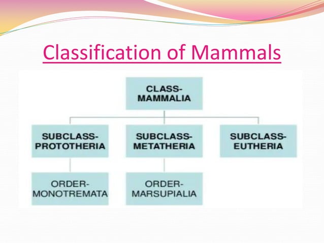 Classification of Mammals | PDF