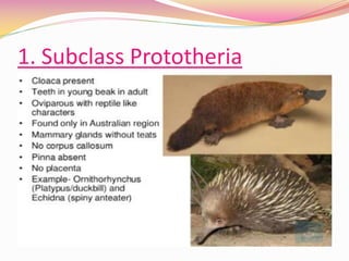 Classification of Mammals | PDF
