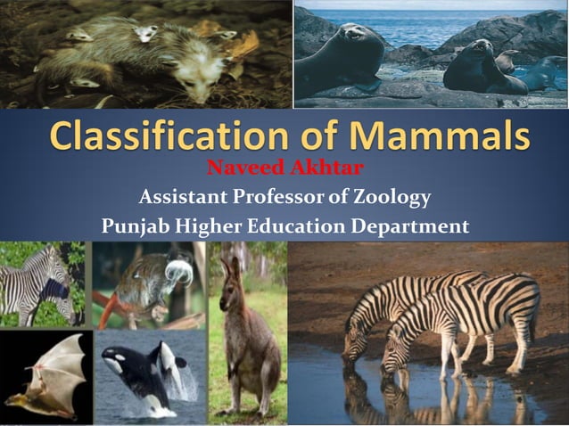 Classification of Mammals