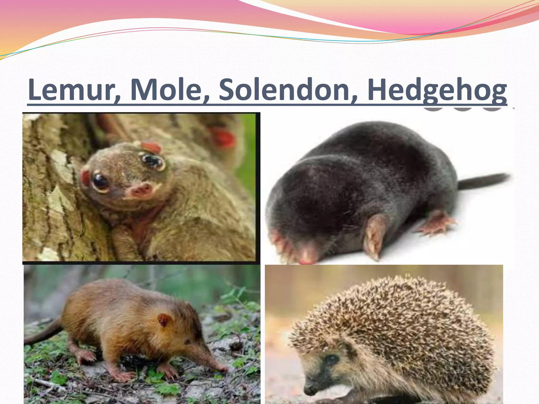 Classification of Mammals | PPTX | Geography | Science