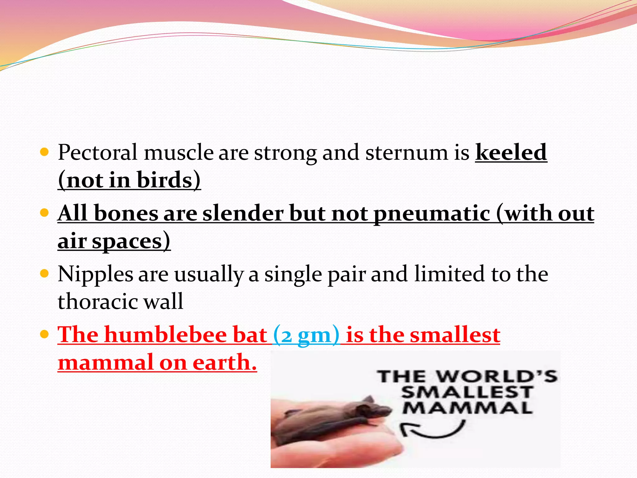 Classification of Mammals | PPTX | Geography | Science