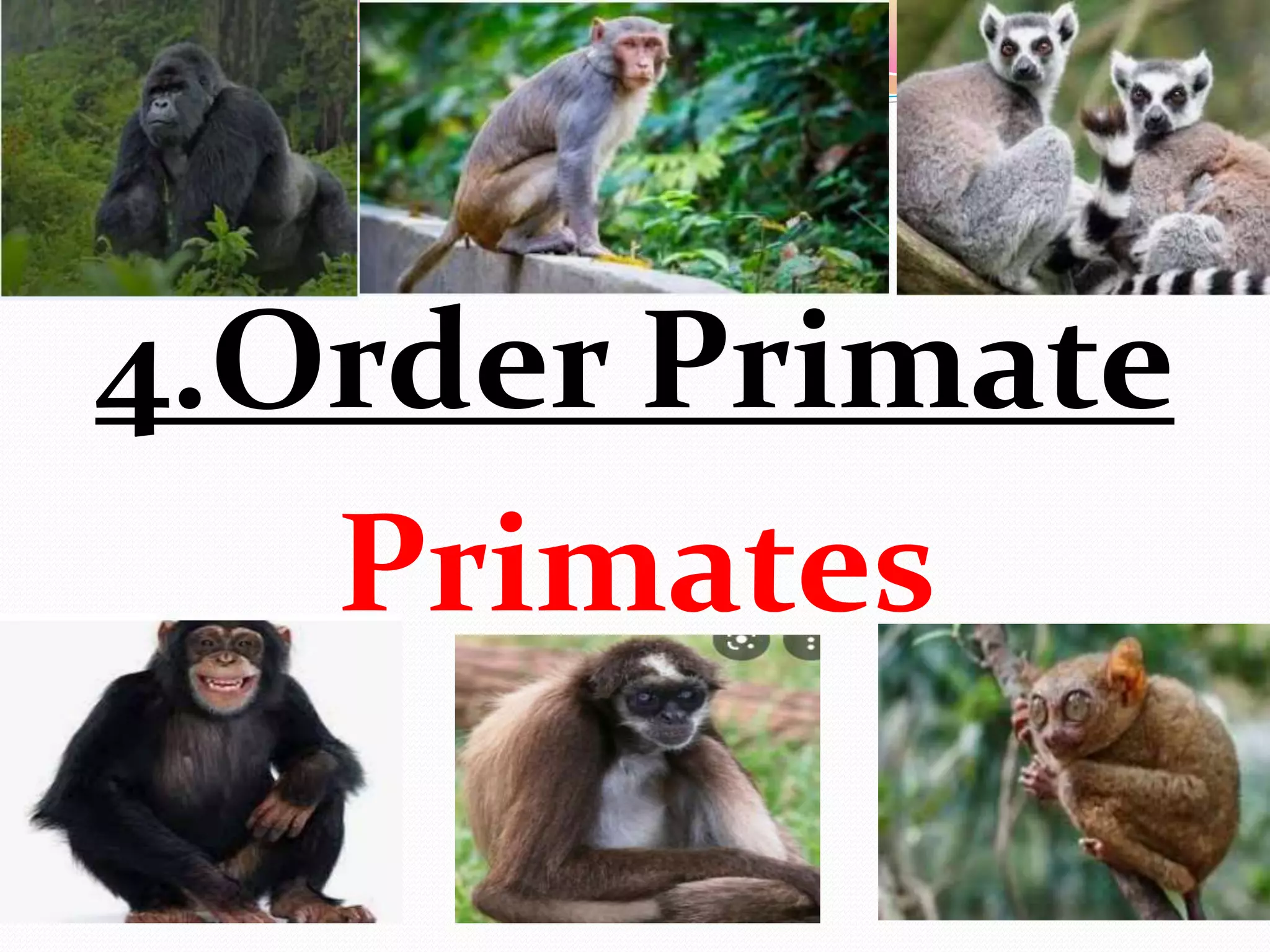 Classification of Mammals | PPTX | Geography | Science