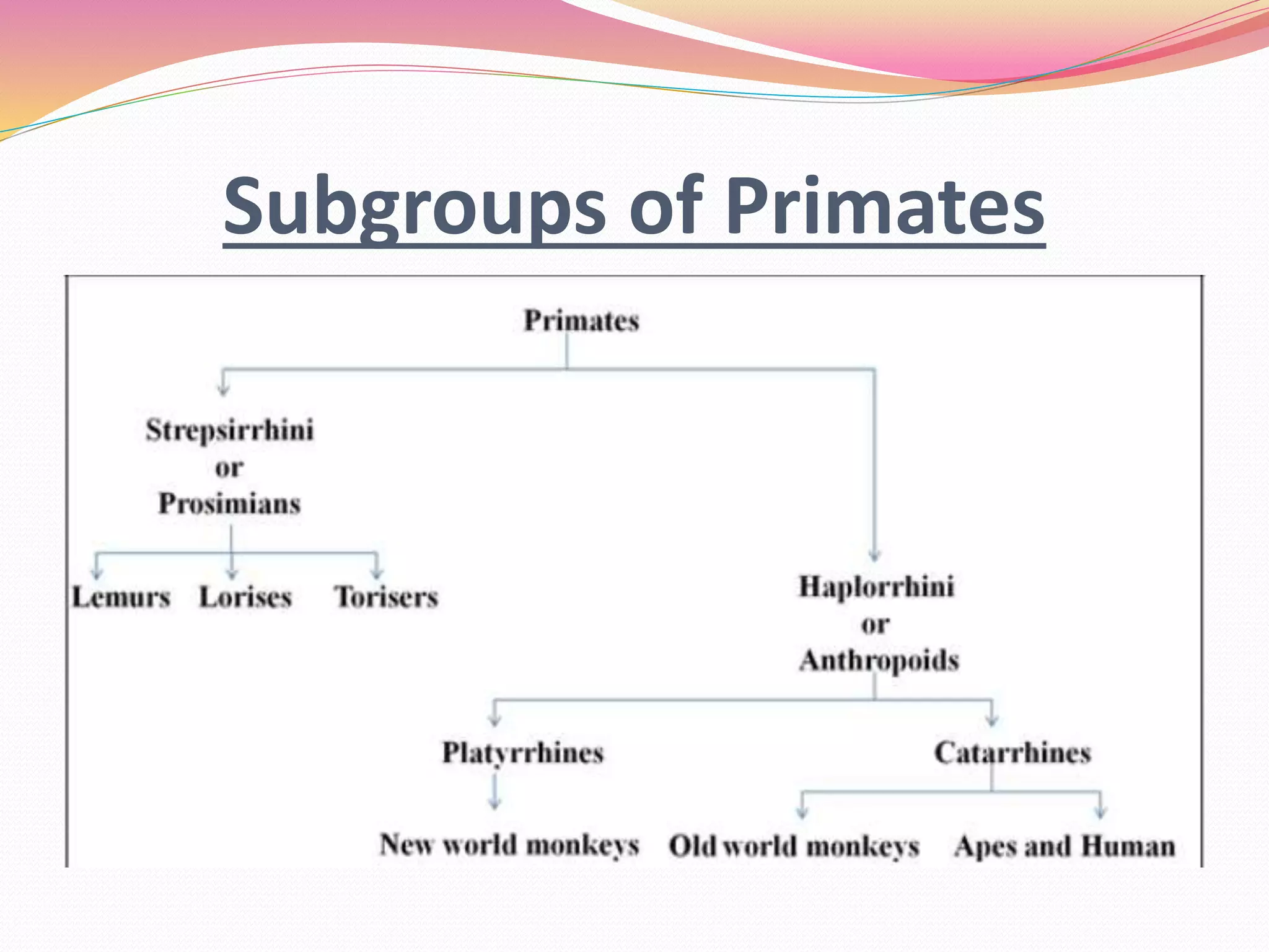 Classification of Mammals | PPTX | Geography | Science