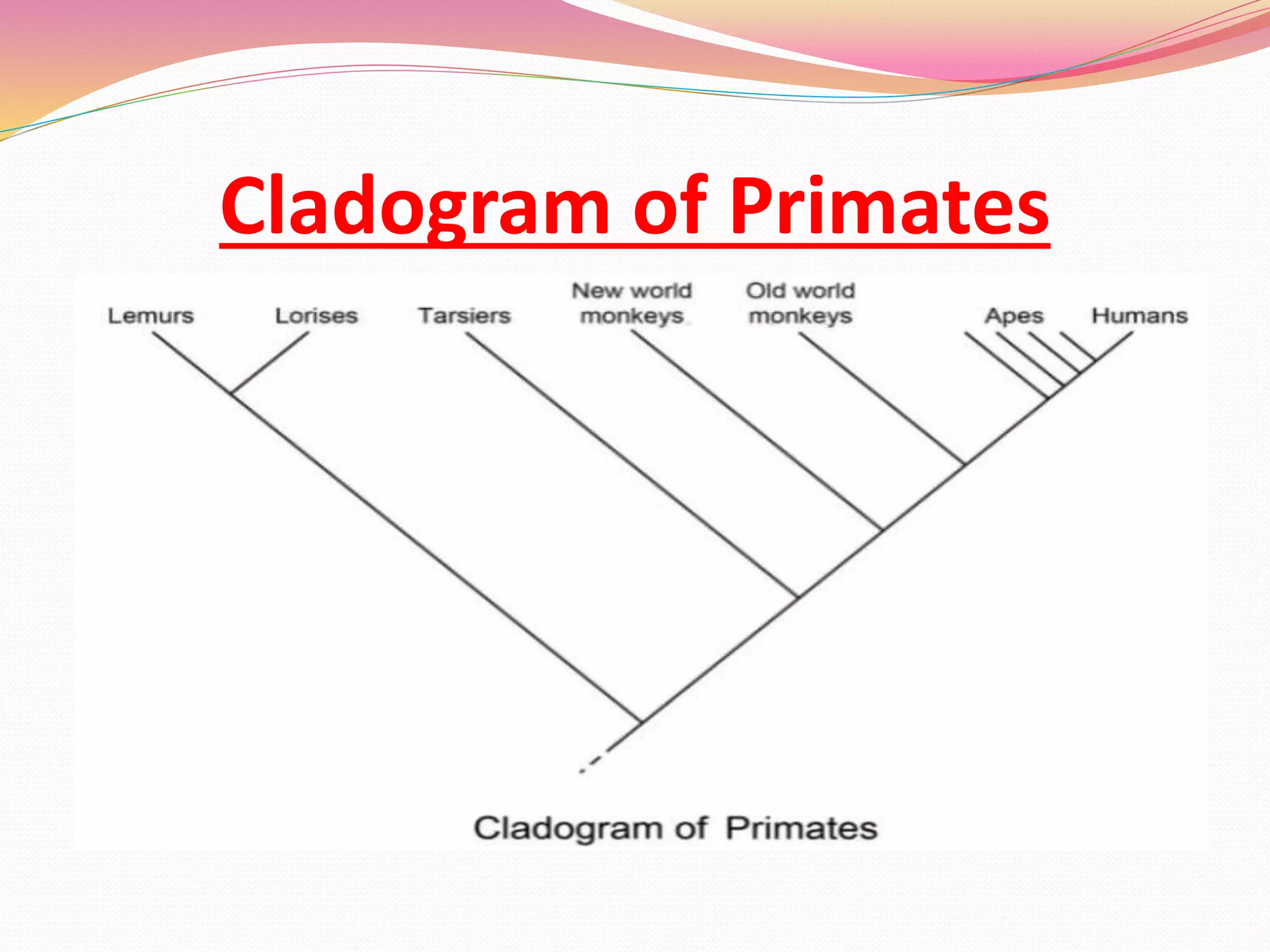 Classification of Mammals | PPTX | Geography | Science