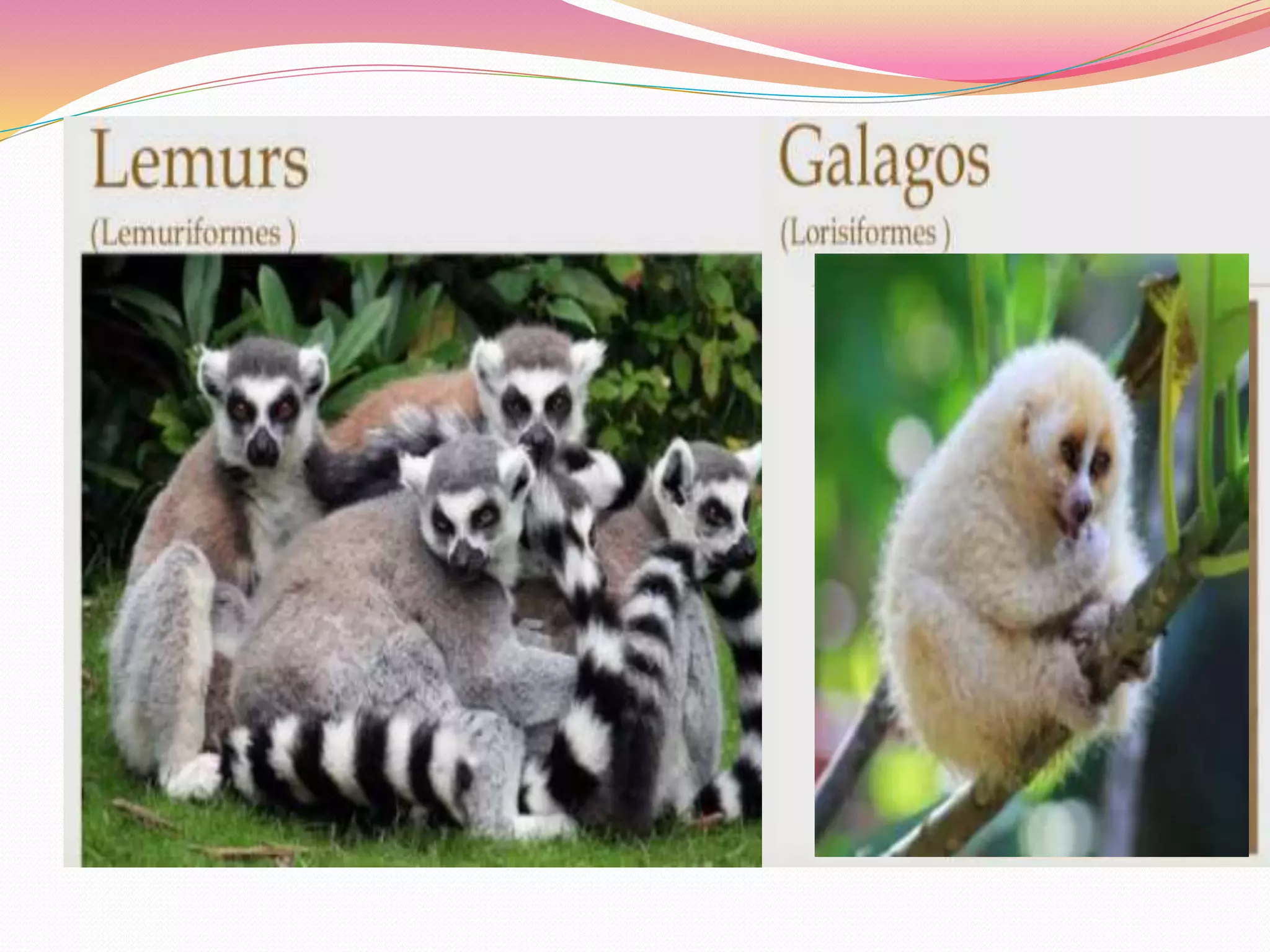 Classification of Mammals | PPTX | Geography | Science