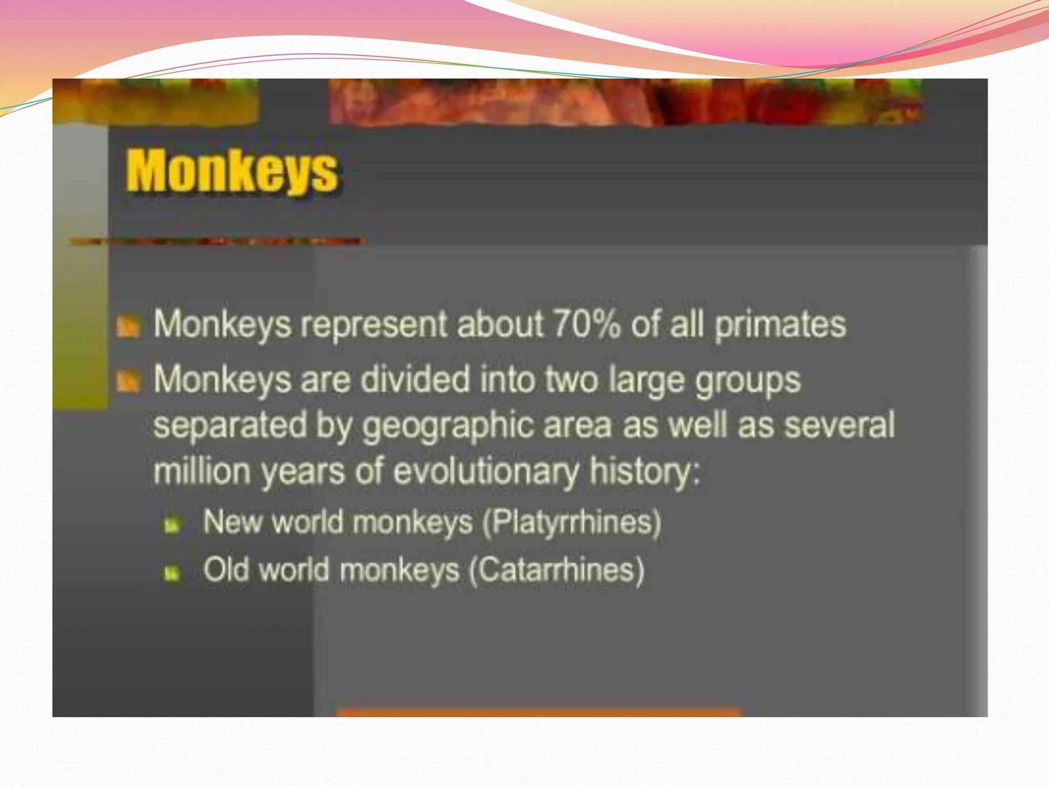Classification of Mammals | PPTX | Geography | Science