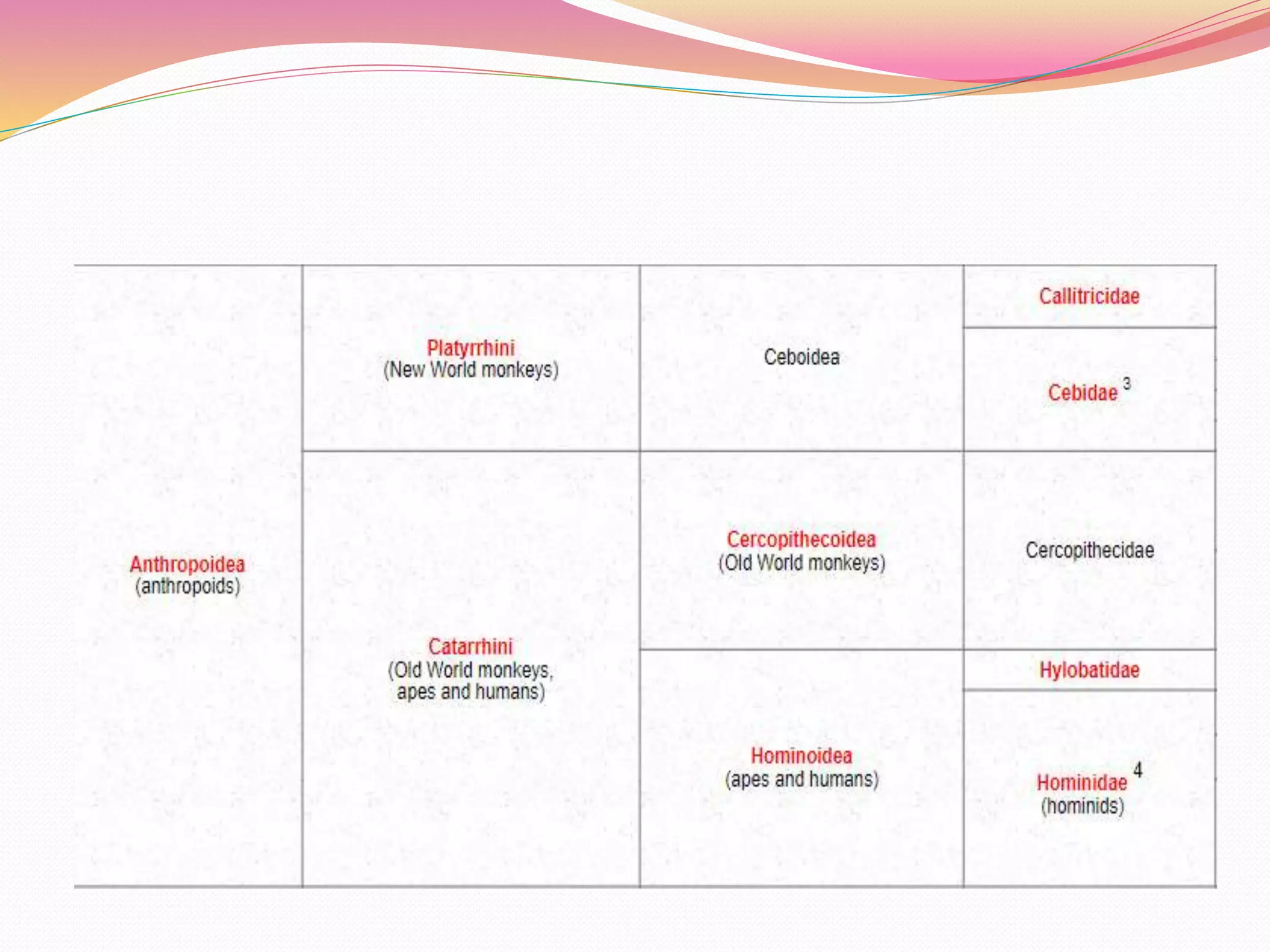Classification of Mammals | PPTX | Geography | Science