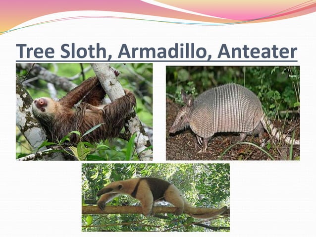 Classification of Mammals | PPTX | Geography | Science