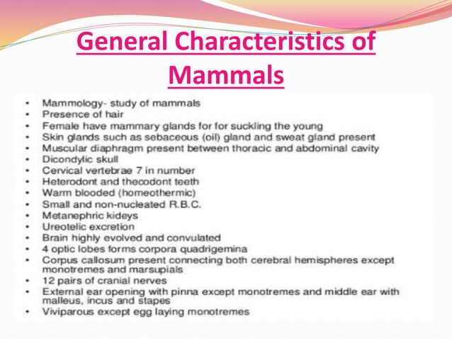 Classification of Mammals | PPT