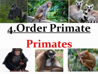 Classification of Mammals | PPTX