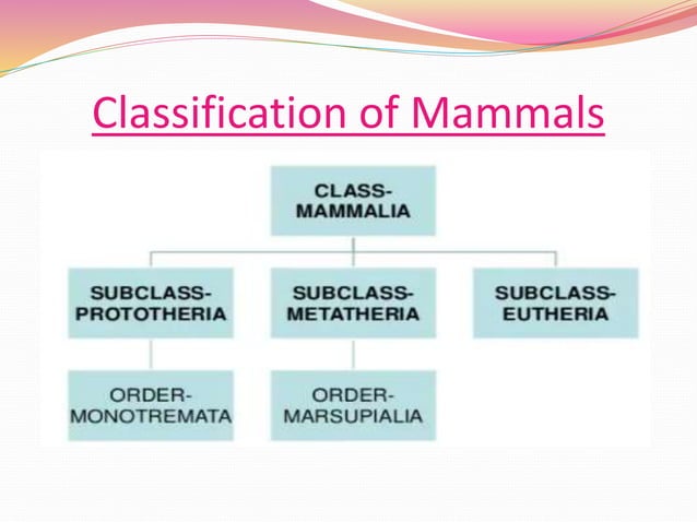 Classification of Mammals | PPTX | Geography | Science