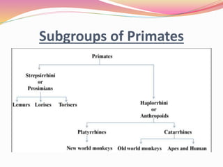 Classification of Mammals | PPTX