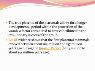 Classification of Mammals | PPTX