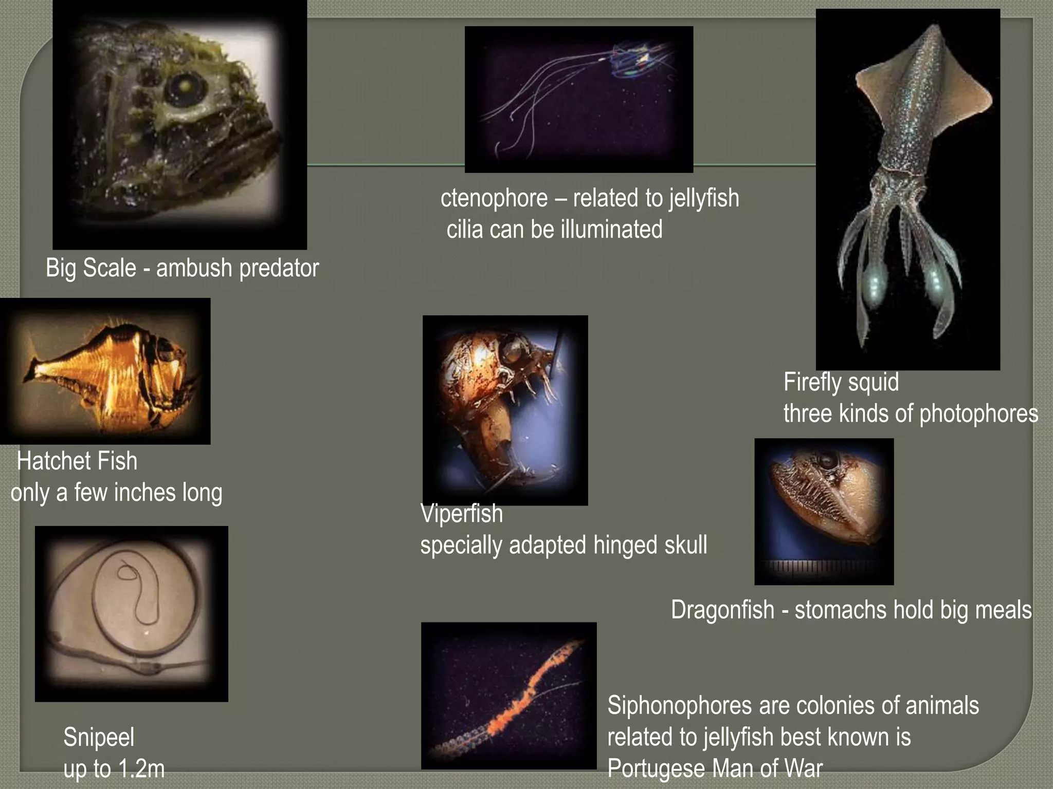 Classification of marine environment ppt | PPTX