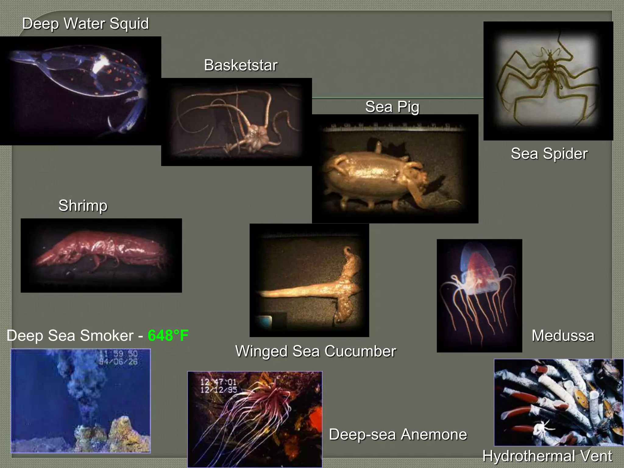 Classification of marine environment ppt | PPTX