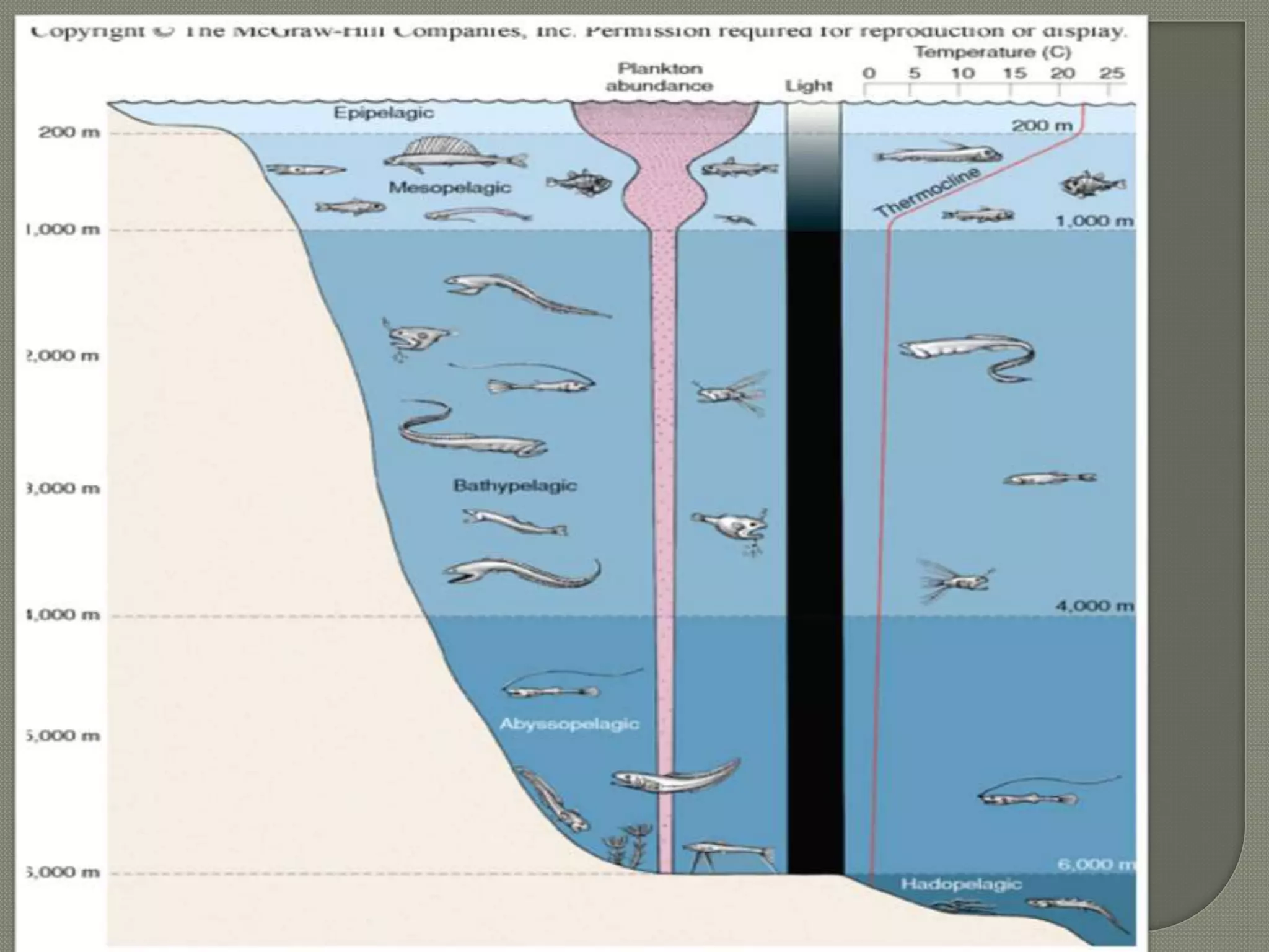 Classification of marine environment ppt | PPTX