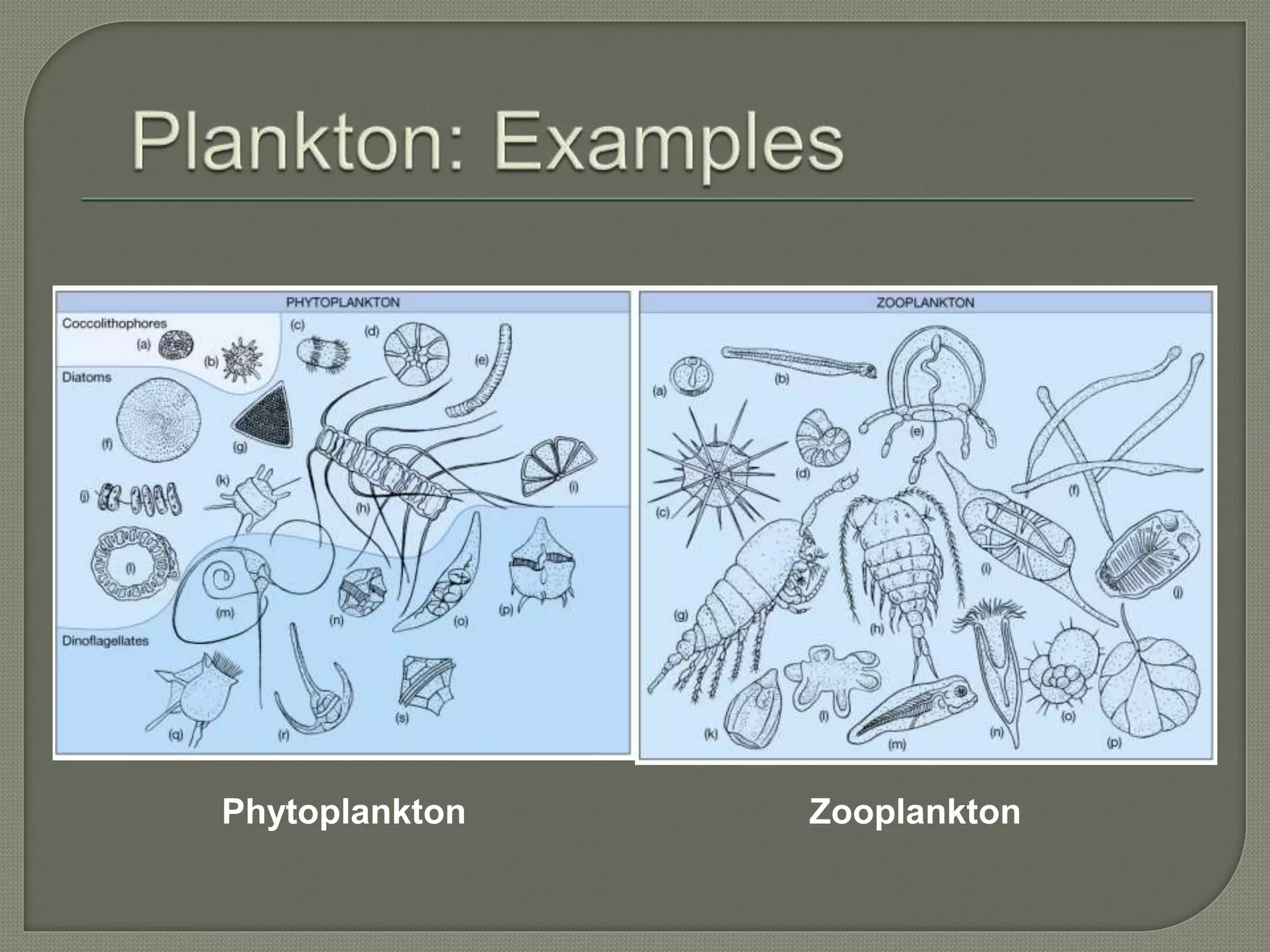 Classification of marine environment ppt | PPTX