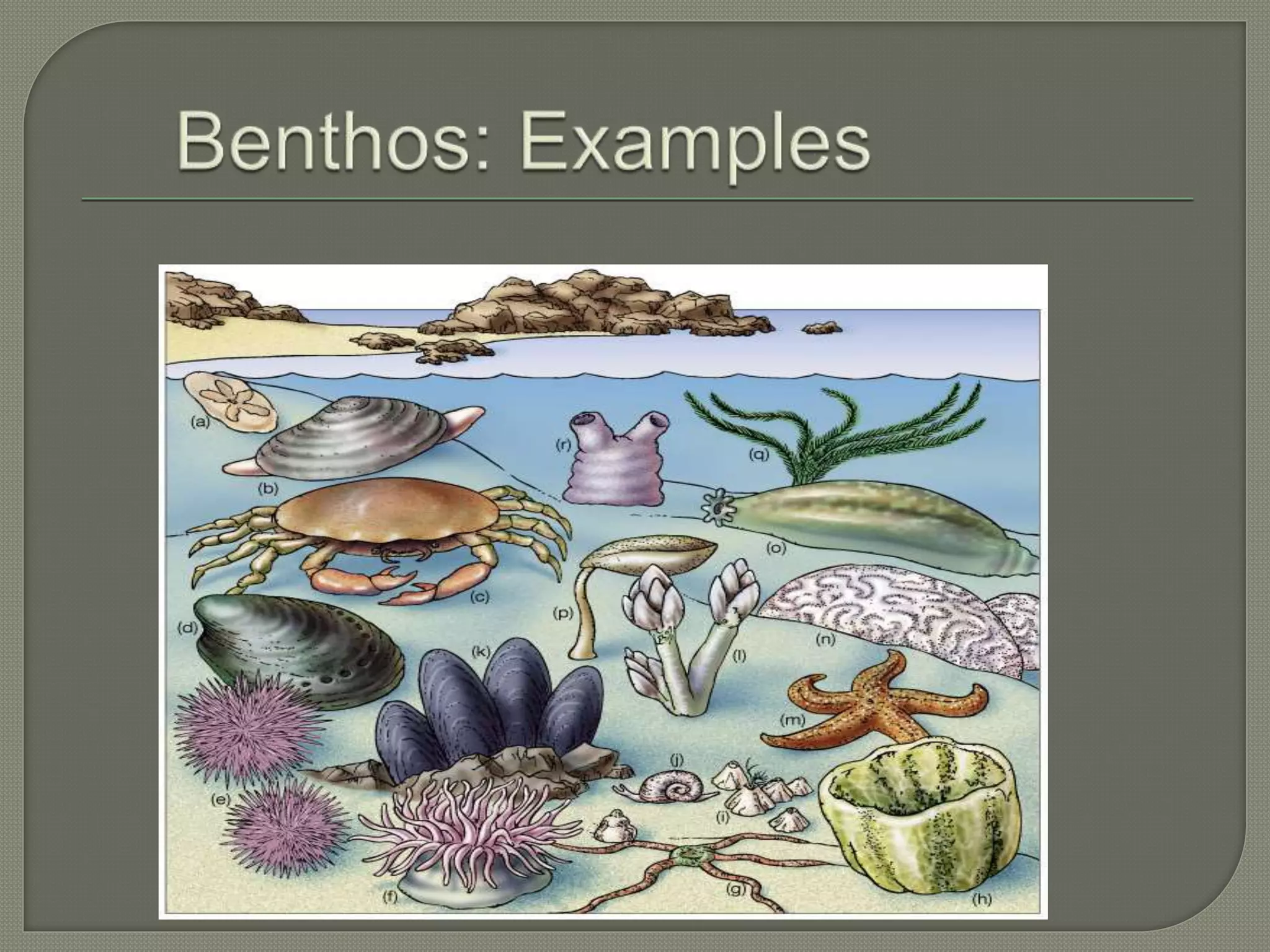 Classification of marine environment ppt | PPTX