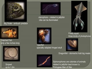 Classification of marine environment ppt | PPTX