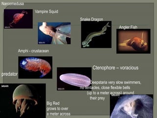 Classification of marine environment ppt | PPTX