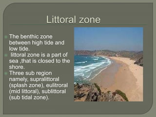 Classification of marine environment ppt | PPTX