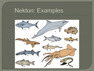 Classification of marine environment ppt | PPTX