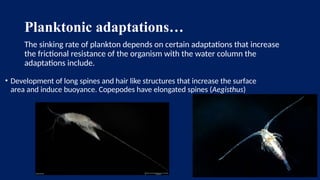 Classification of Marine Environment.pptx