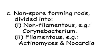 classification of medically important bacteria 2.pptx