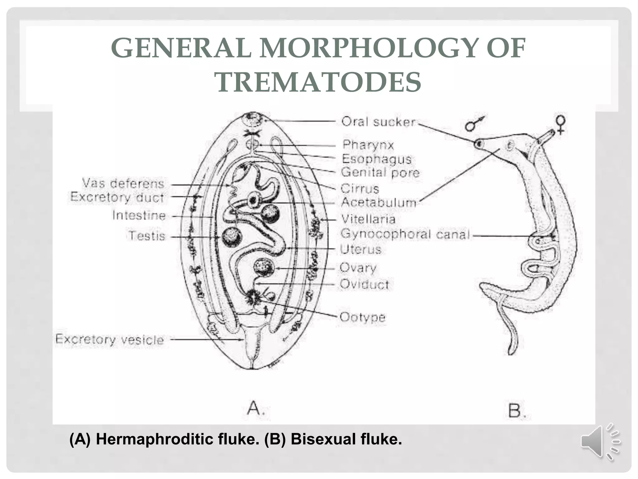 Classification Of Medically Important Helminths 2020.pptx | Infectious ...