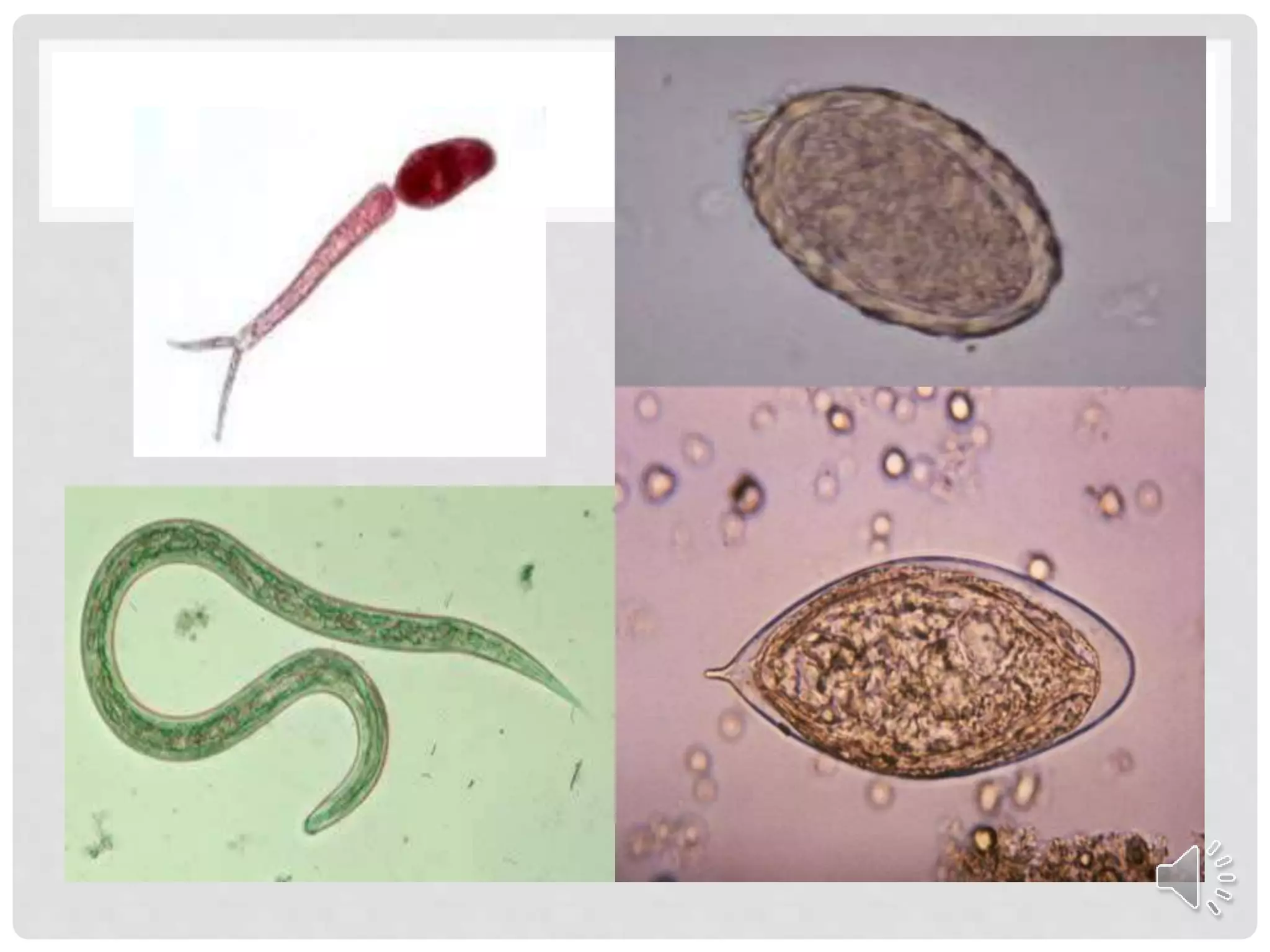 Classification Of Medically Important Helminths 2020.pptx