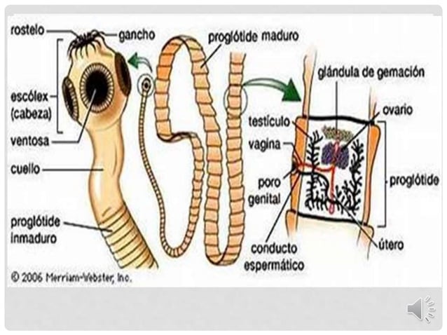 Classification Of Medically Important Helminths 2020.pptx | Infectious ...