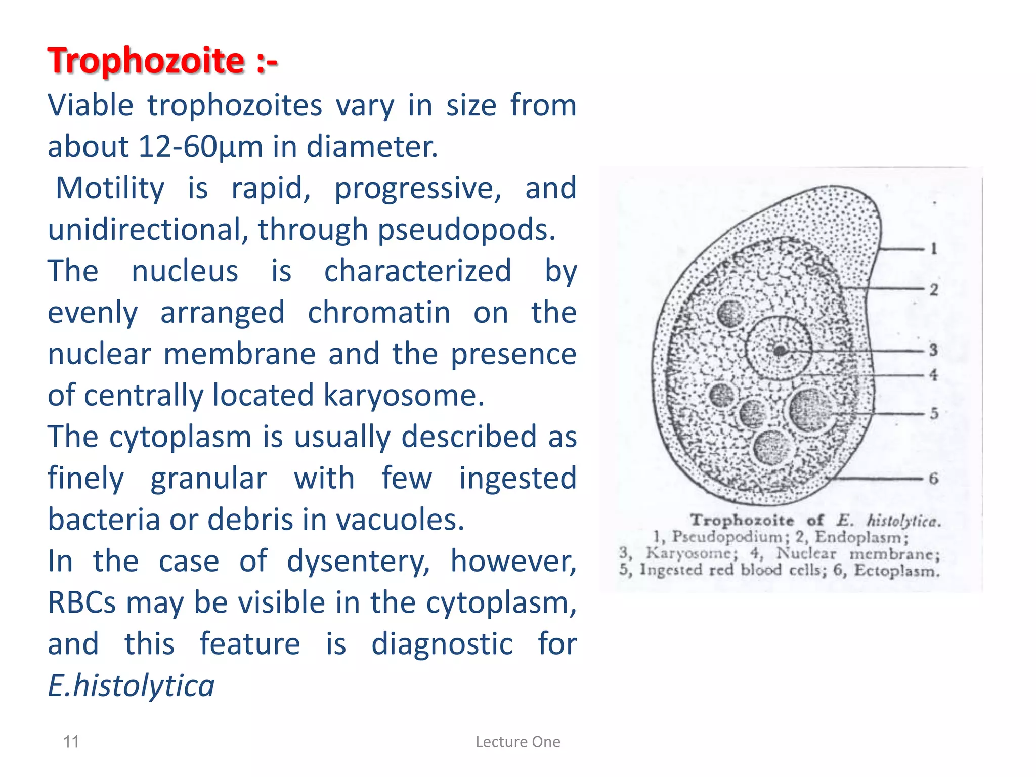 Classification of medical parasitology Lec.2.pptx