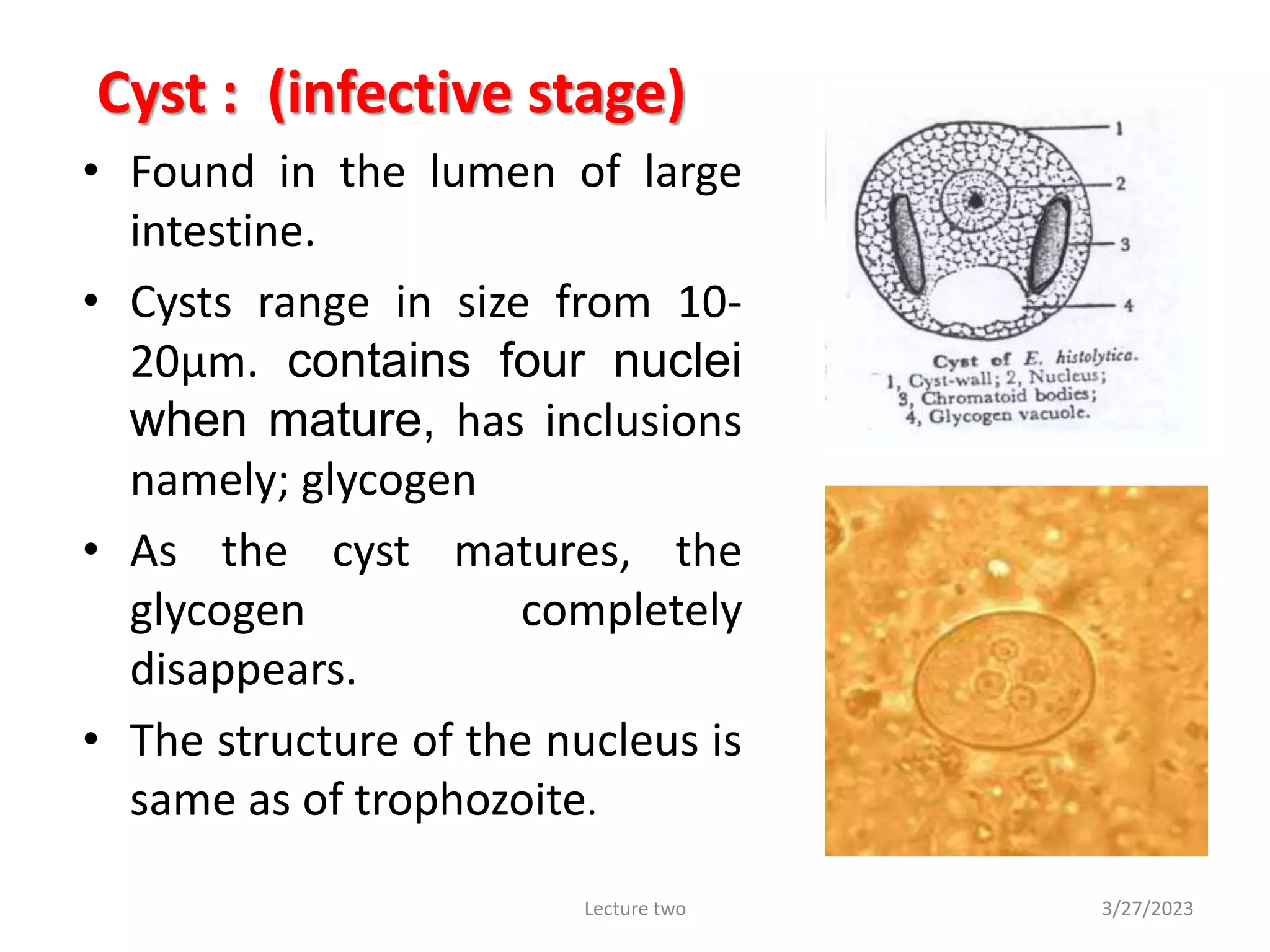 Classification of medical parasitology Lec.2.pptx