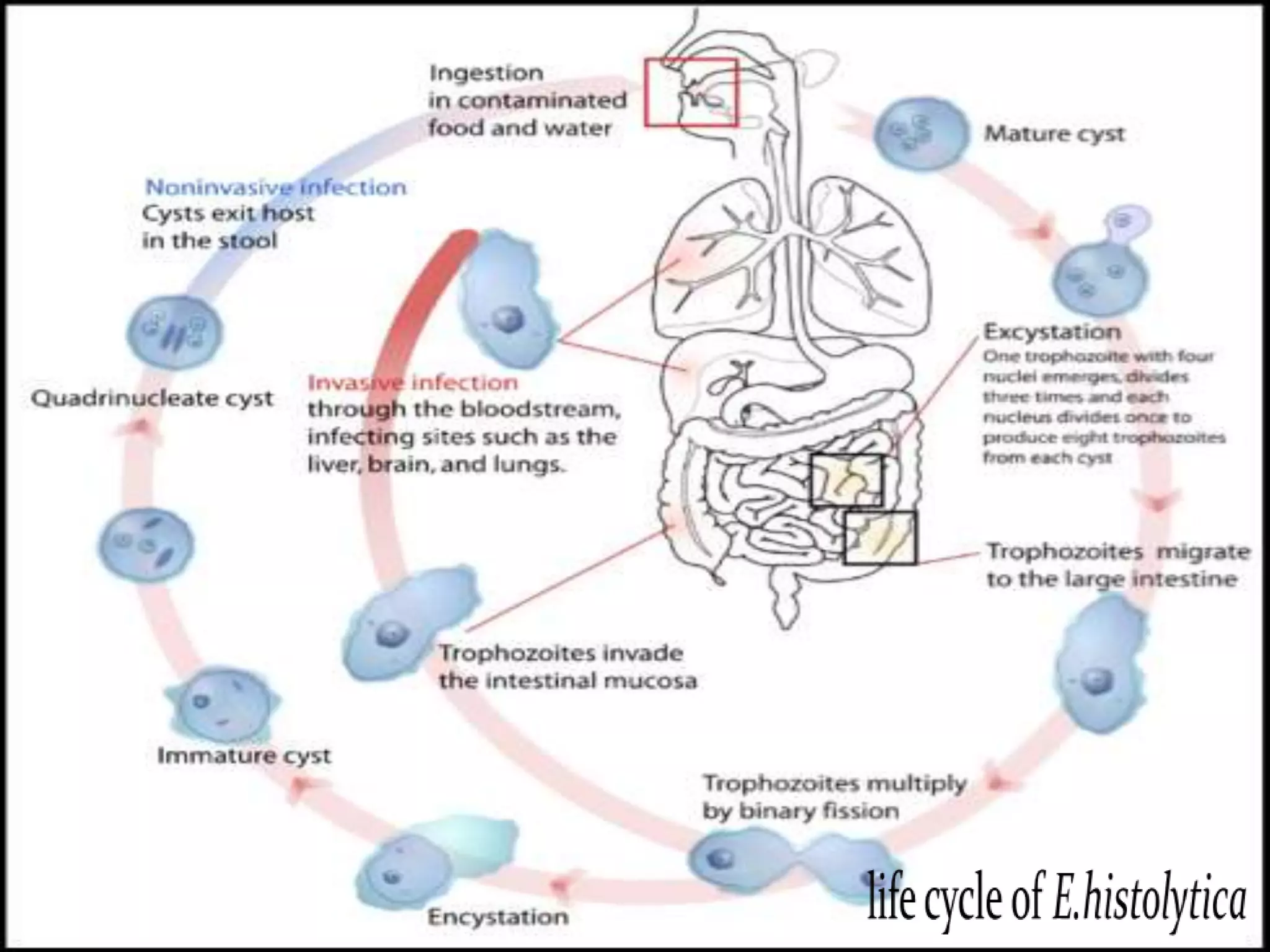 Classification of medical parasitology Lec.2.pptx