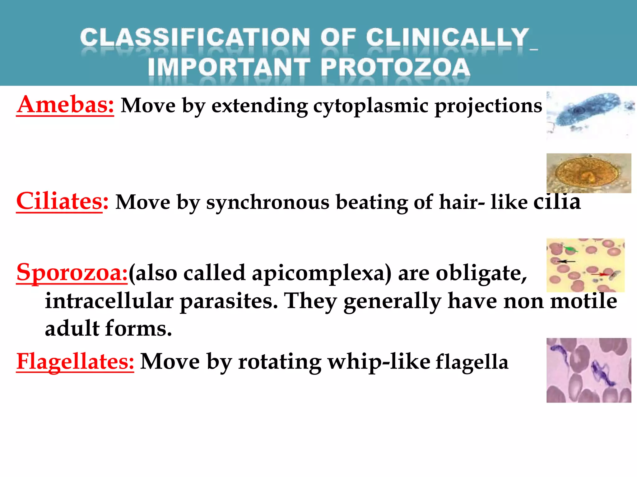 Classification of medical parasitology Lec.2.pptx