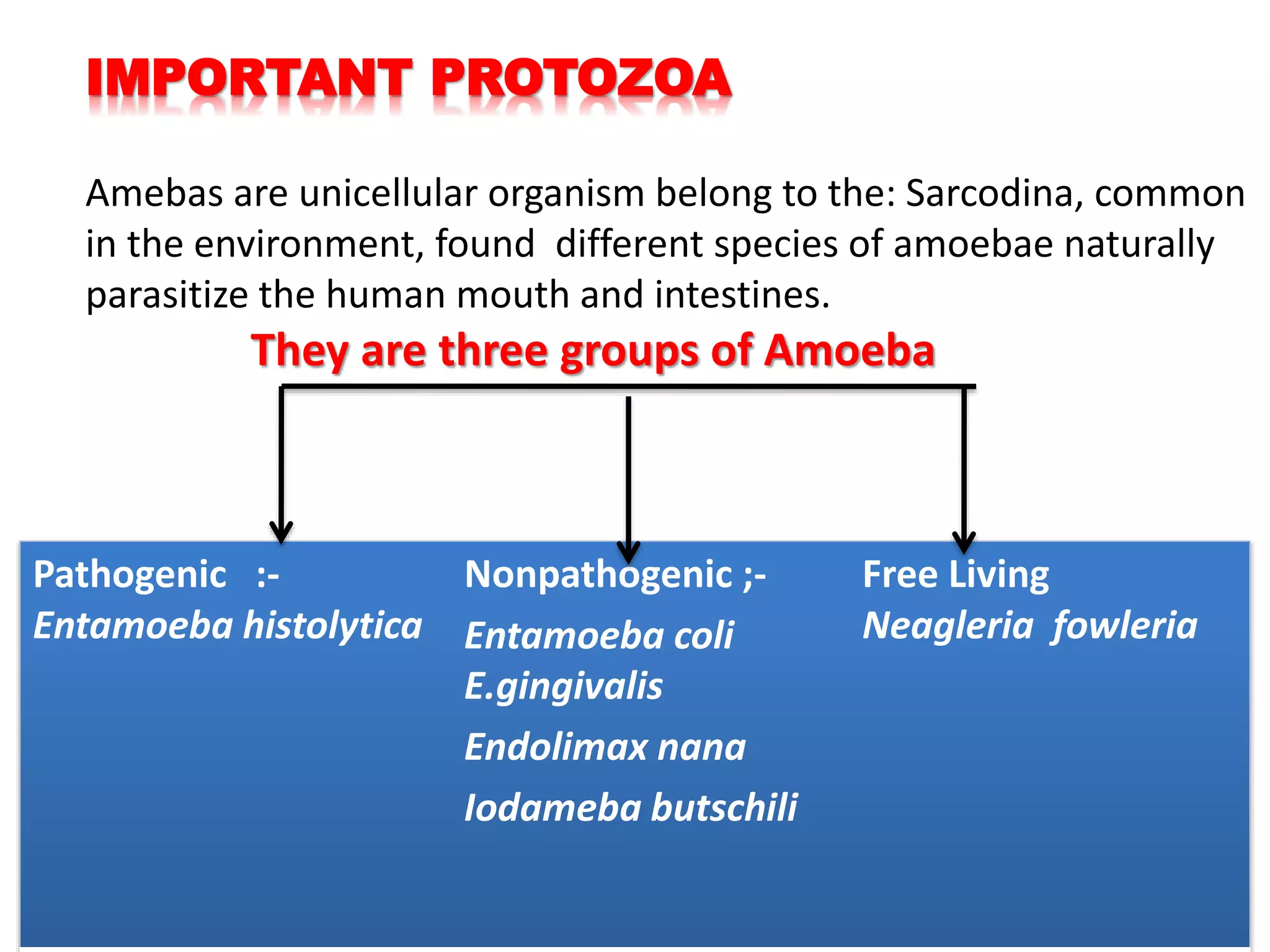Classification of medical parasitology Lec.2.pptx
