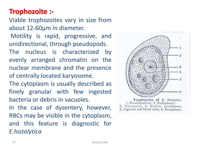 Classification of medical parasitology Lec.2.pptx