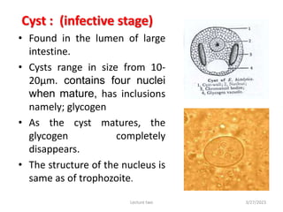 Classification of medical parasitology Lec.2.pptx