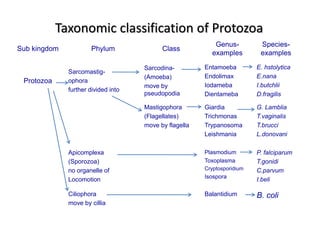 Classification of medical parasitology Lec.2.pptx