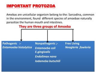 Classification of medical parasitology Lec.2.pptx