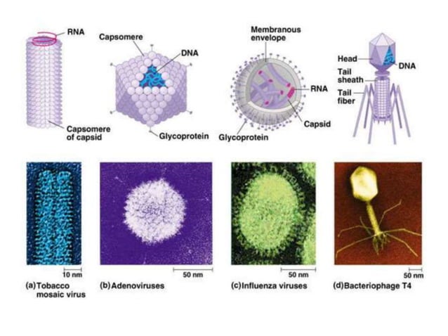 Classification of microorganism | PPTX | Biological Sciences | Science