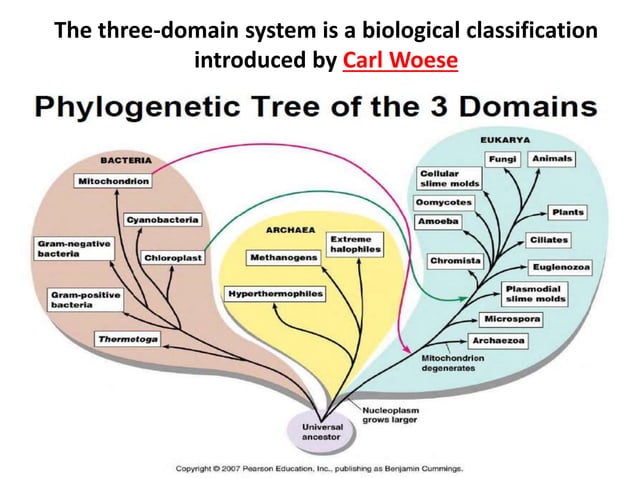 Classification of microorganism | PPTX | Biological Sciences | Science