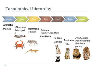 Classification of microorganisms | PPTX