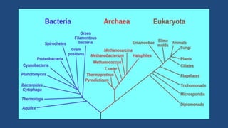 Classification of microorganisms | PPTX