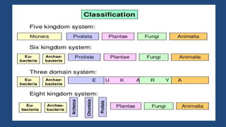 Bacteria Kingdom Classification